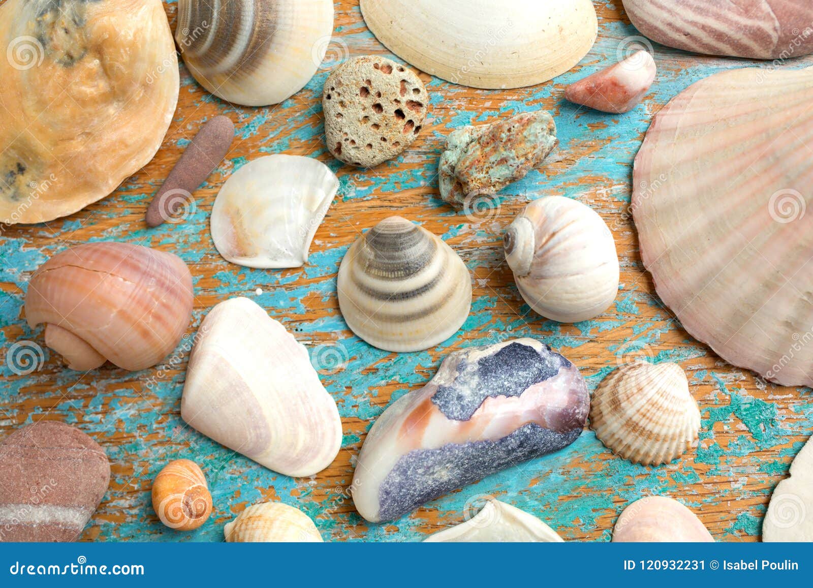 Collection of Seashell and Starfish Stock Image - Image of life, coast ...