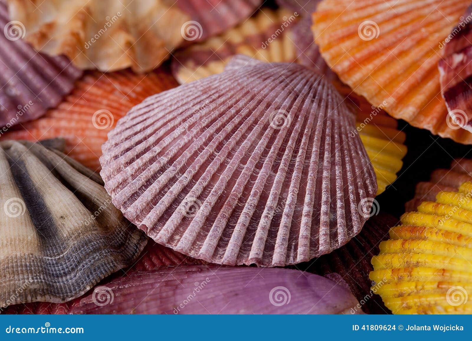 Background of Collection of Various Colorful Seashells Stock Photo ...