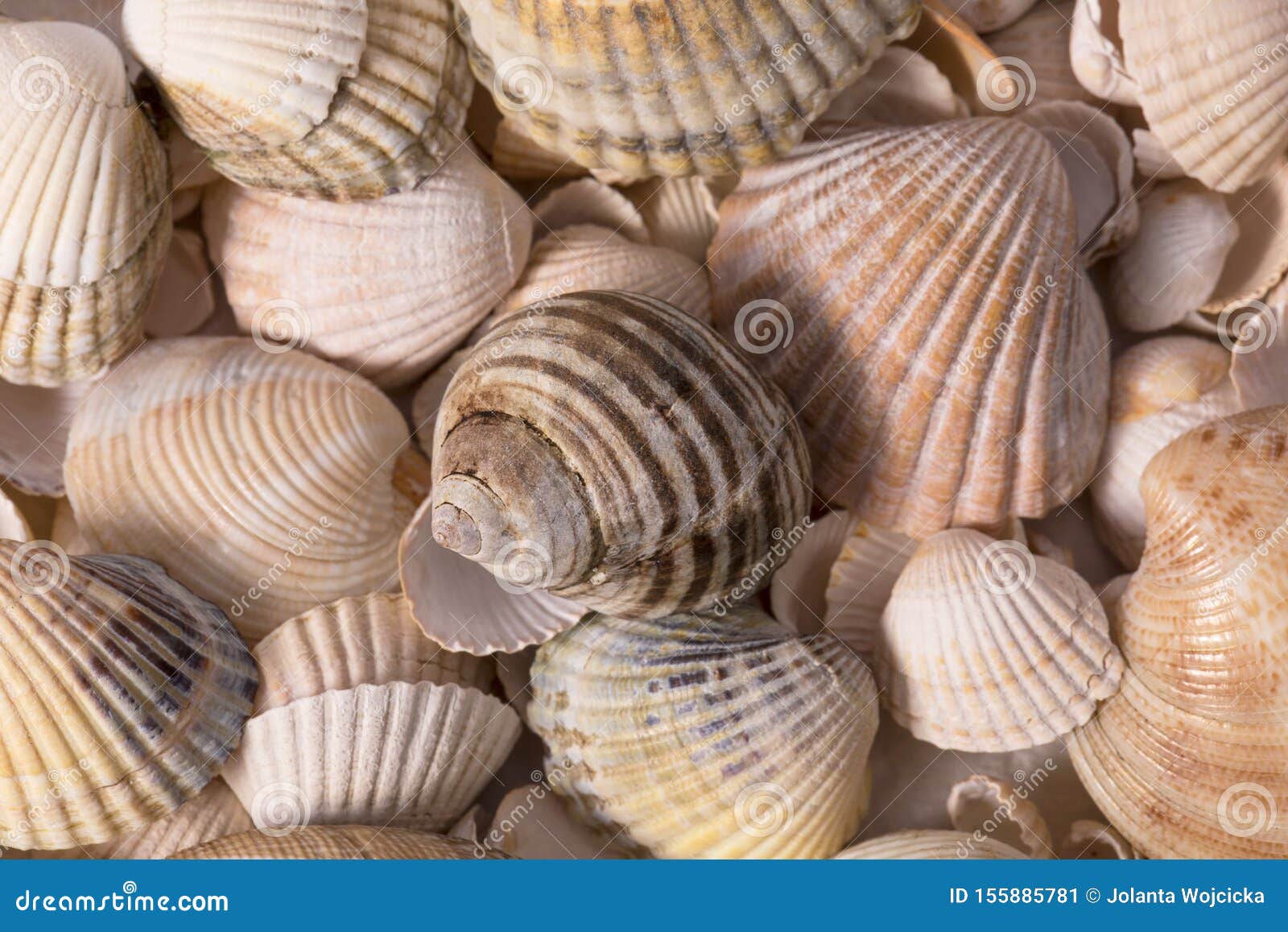 Background of Collection of Various Sea Shells , Close Up Stock Image ...