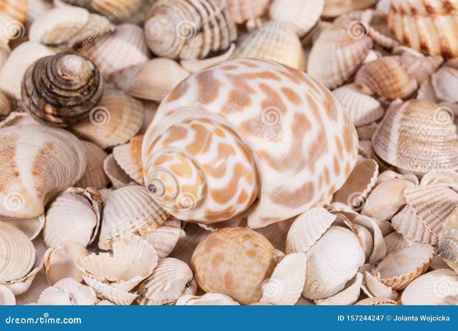 Background of Collection of Various Sea Shells , Close Up Stock Image ...