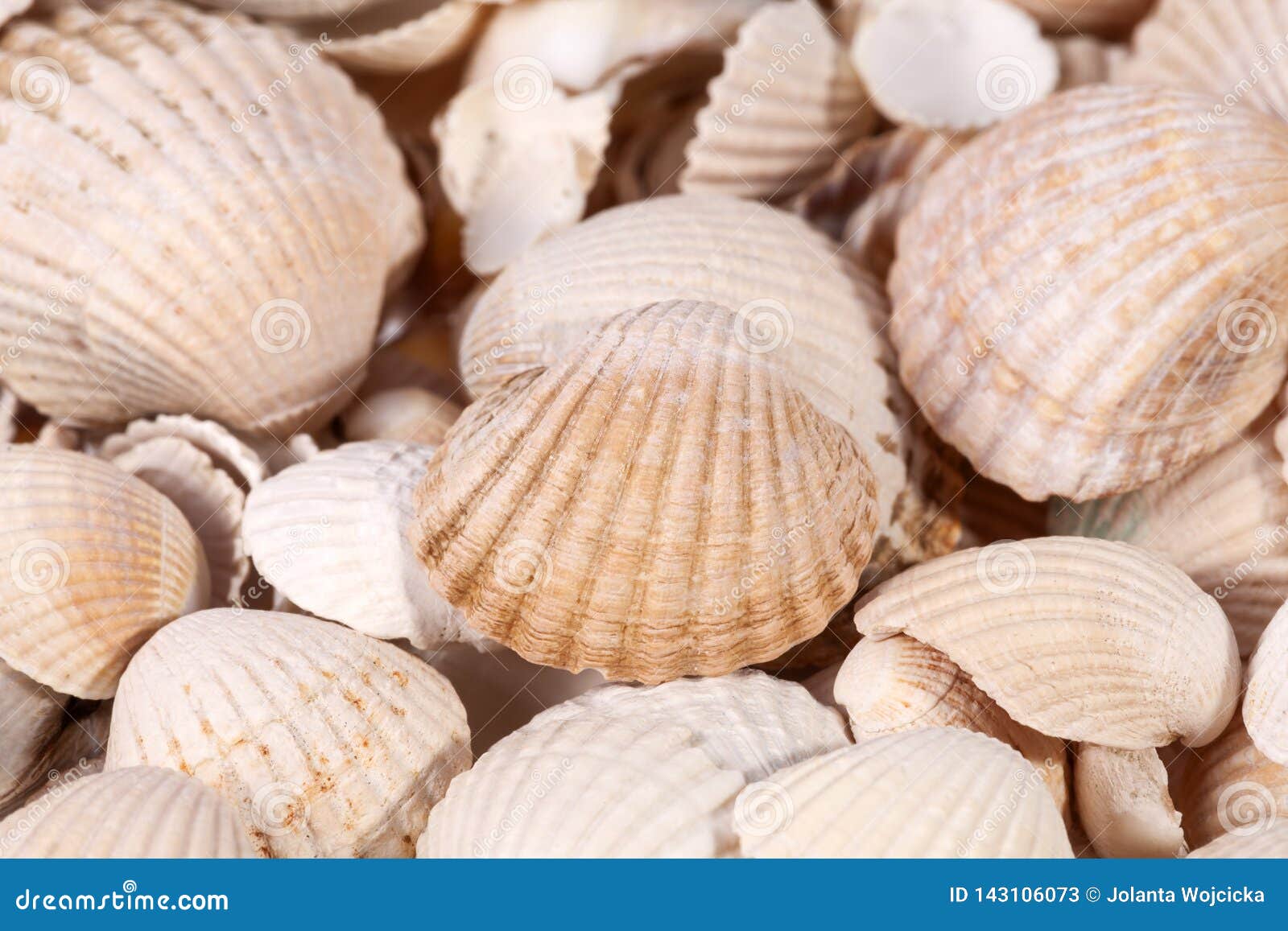 Background of Collection of Various Sea Shells , Close Up Stock Image ...