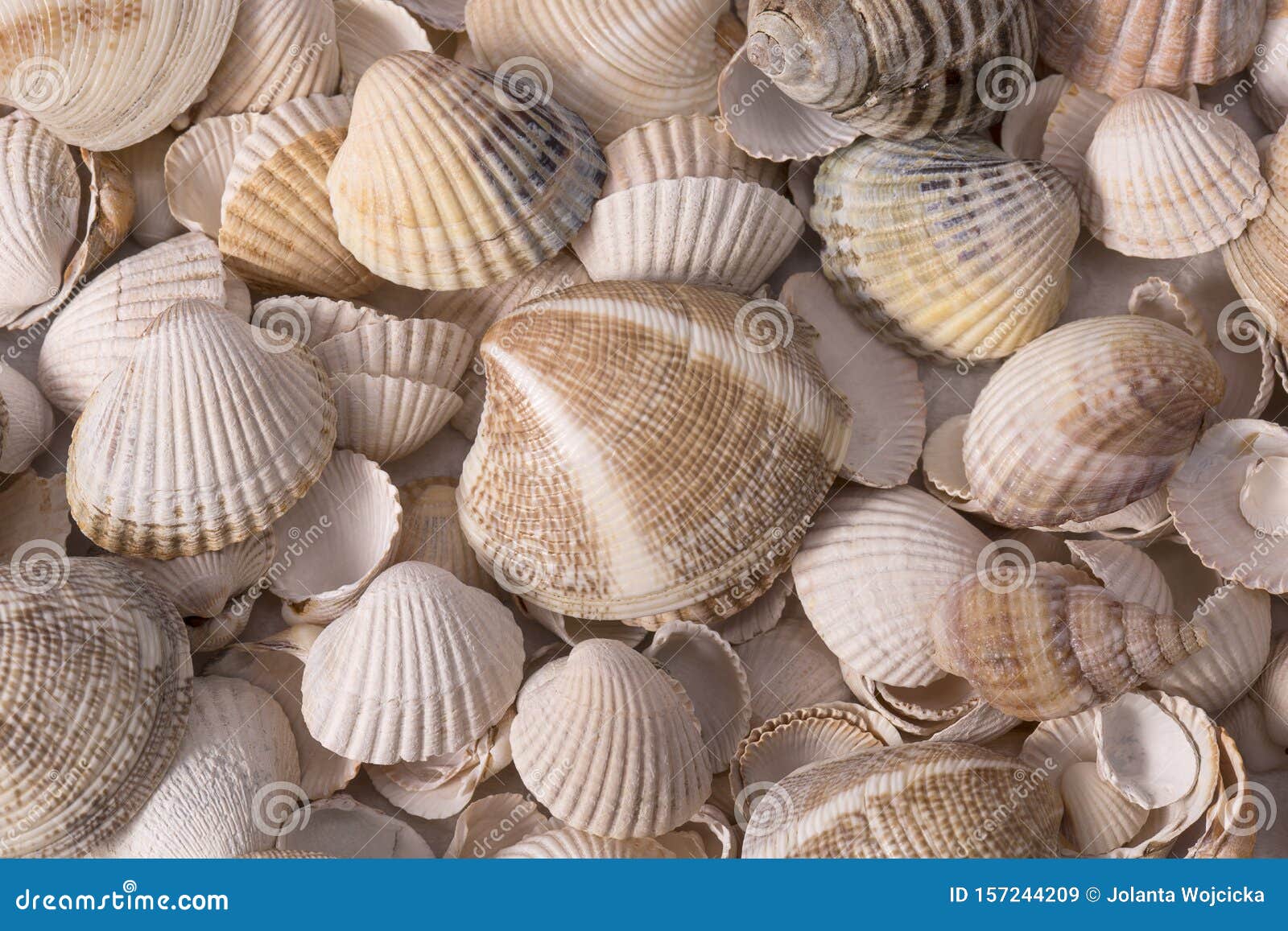 Background of Collection of Various Sea Shells , Close Up Stock Image ...