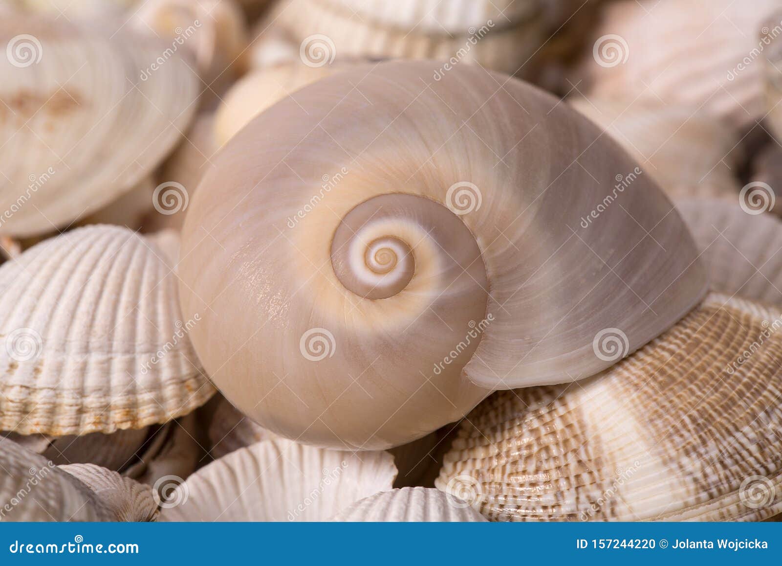 Background of Collection of Various Sea Shells , Close Up Stock Photo ...
