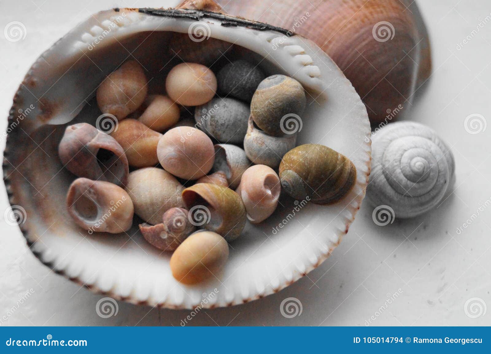 Background with Colored Shells Stock Photo - Image of wallpaper, beach ...
