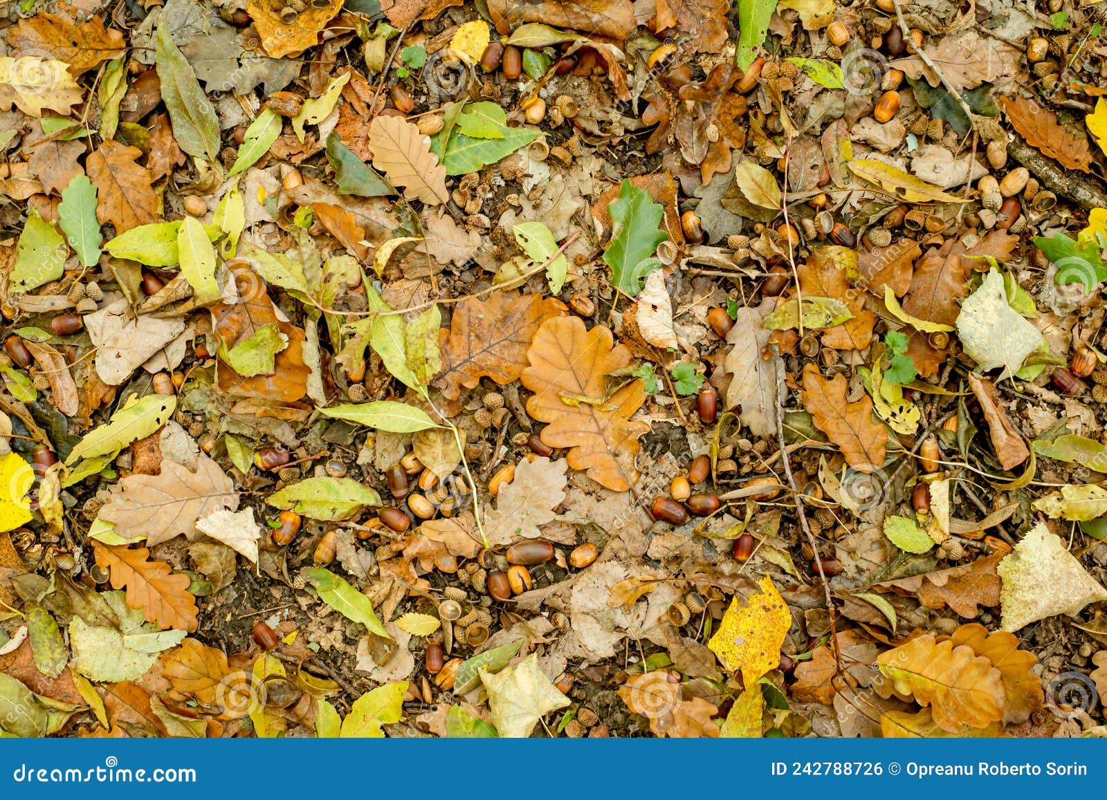 Autumn Leaves on Forest Floor Stock Photo - Image of fall, natural ...