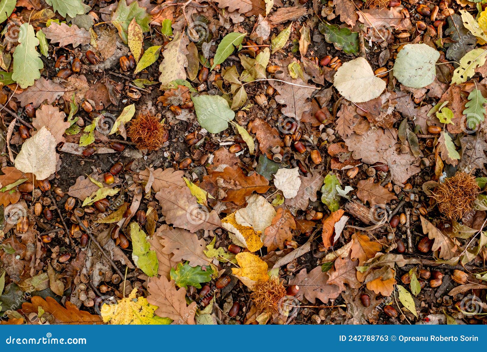 Autumn Leaves on Forest Floor Stock Image - Image of flora, gold: 242788763