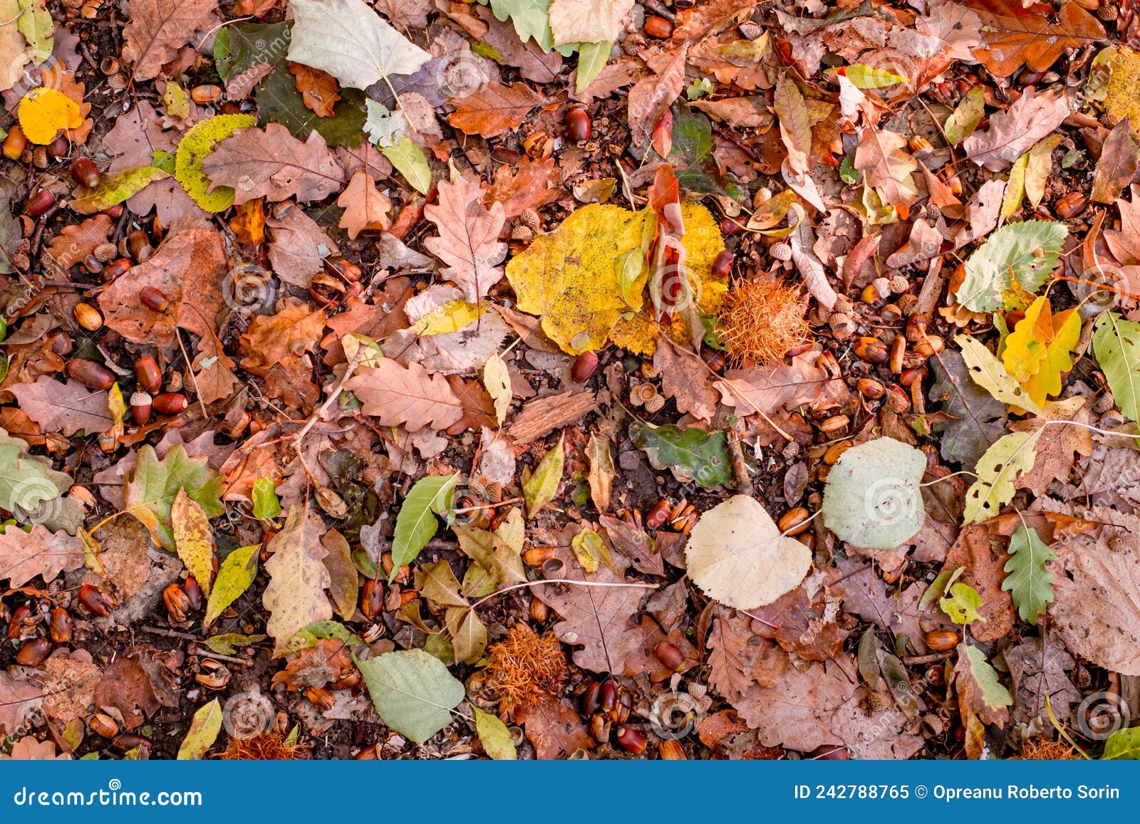 Autumn Leaves on Forest Floor Stock Image - Image of abstract, november ...