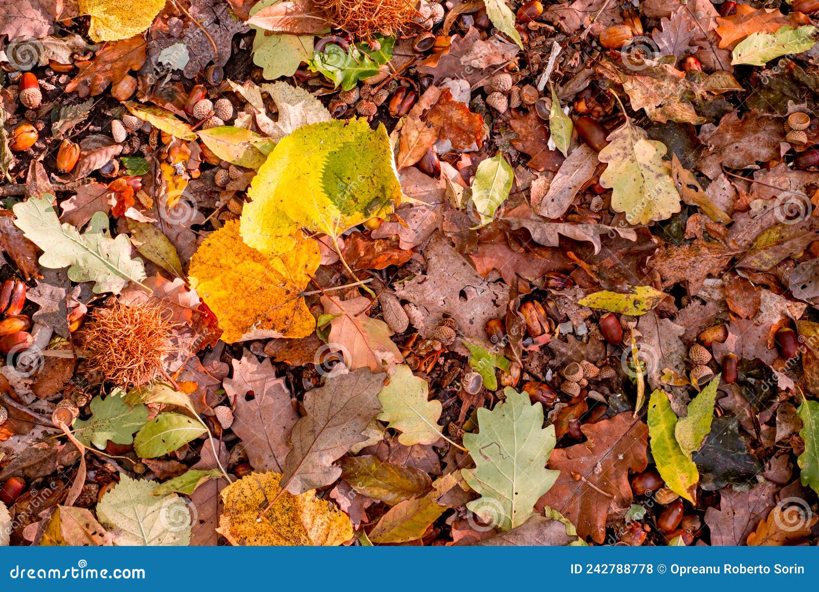 Autumn Leaves on Forest Floor Stock Photo - Image of green, abstract ...