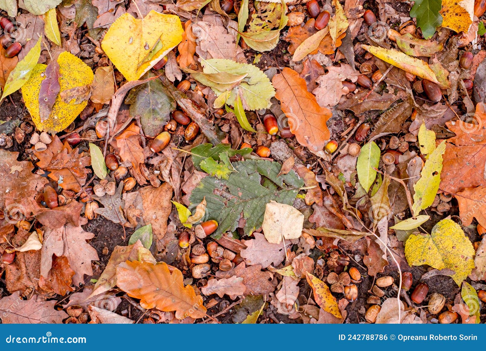 Autumn Leaves on Forest Floor Stock Photo - Image of november ...