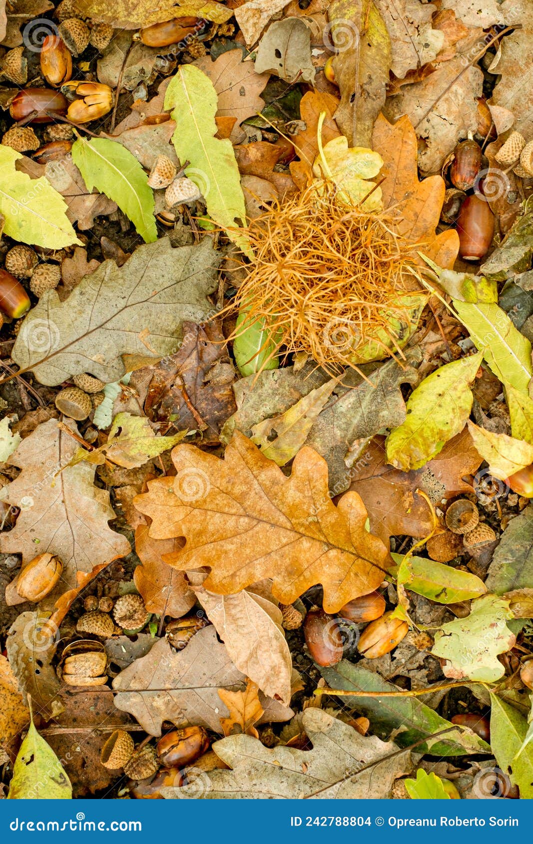 Autumn Leaves on Forest Floor Stock Photo - Image of colorful ...