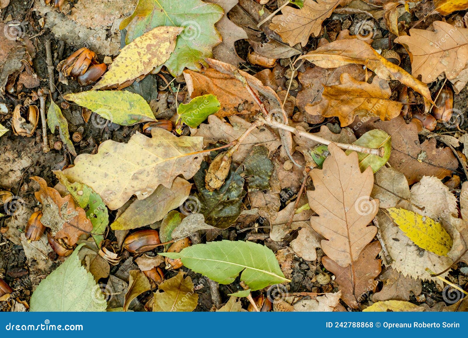 Autumn Leaves on Forest Floor Stock Photo - Image of close, botanical ...