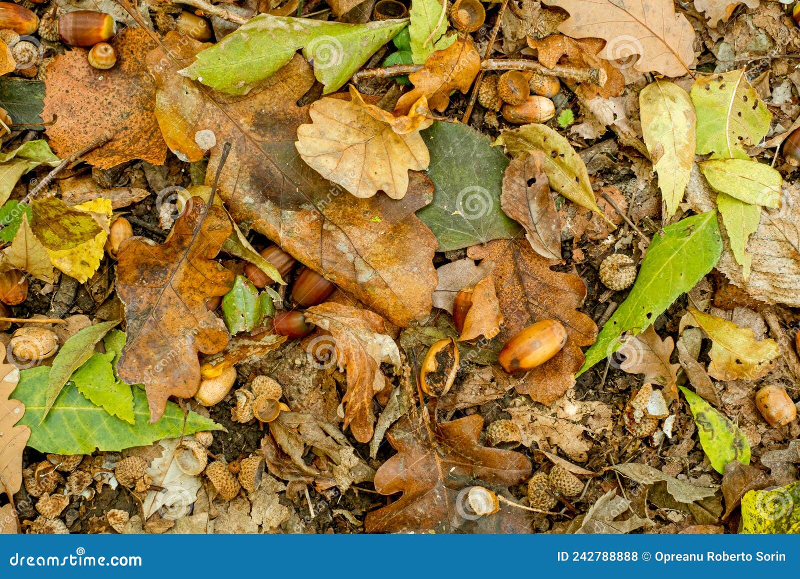 Autumn Leaves on Forest Floor Stock Photo - Image of leaf, autumn ...
