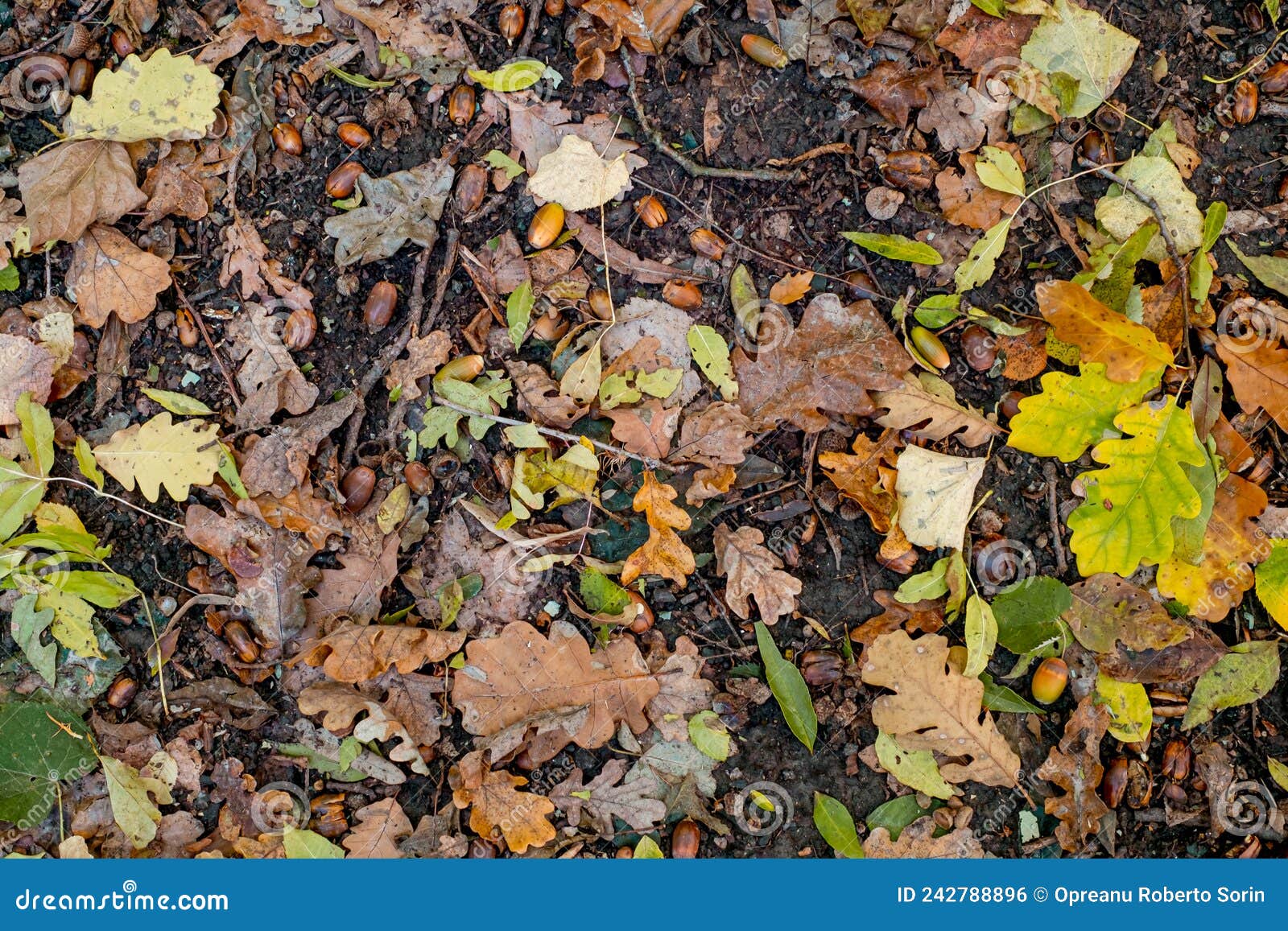Autumn Leaves on Forest Floor Stock Photo - Image of botanical, october ...
