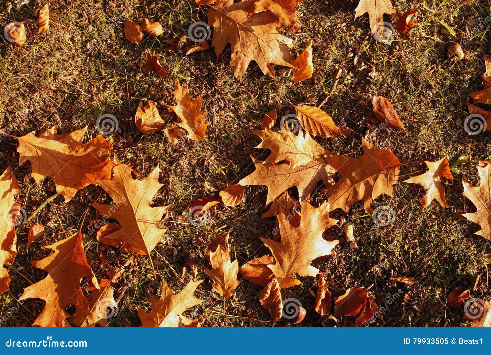Background of Colorful Autumn Leaves on Forest Floor Stock Image ...