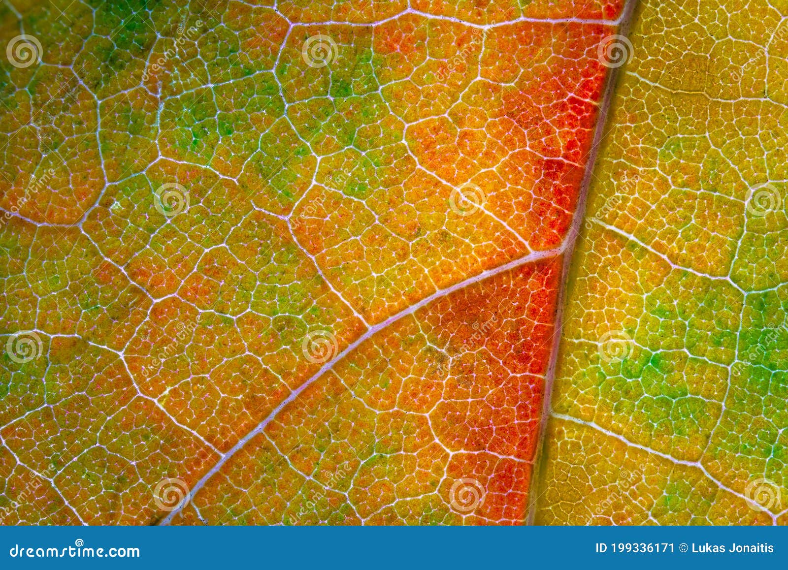 Background of Colorful Leaf Texture, Close Up Macro Picture Stock Image ...
