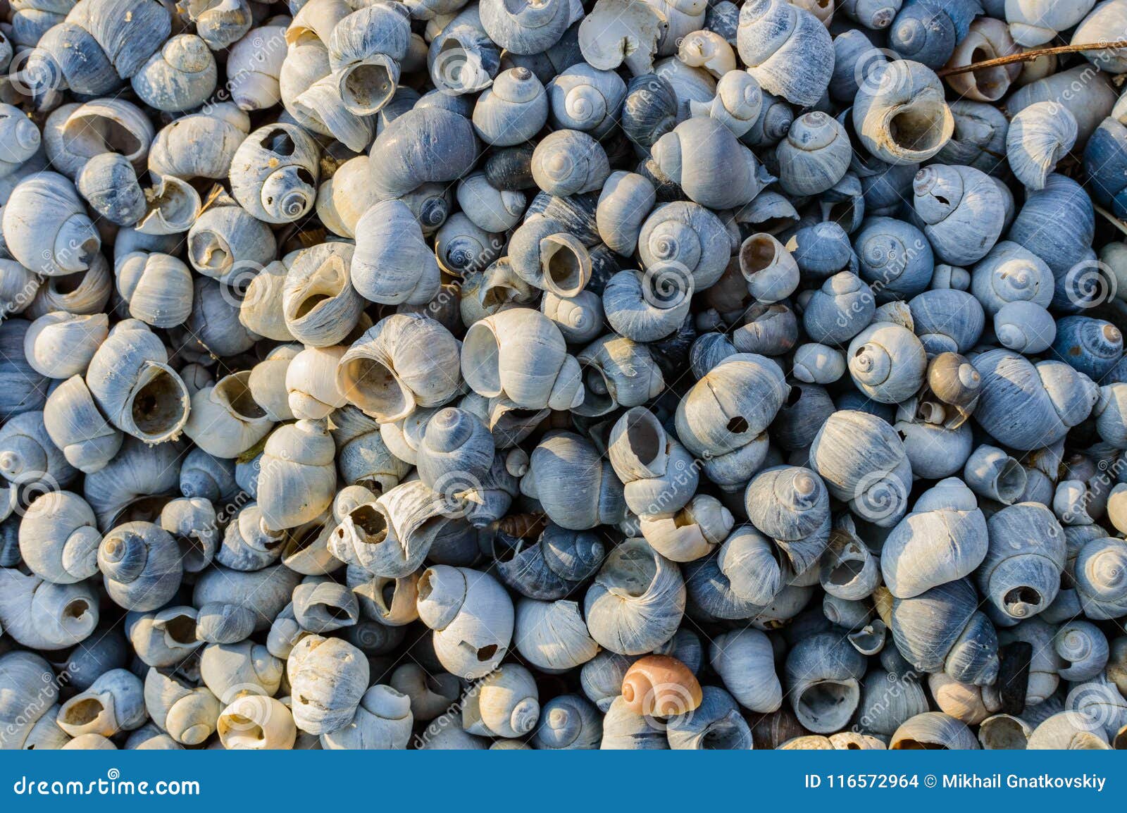 River Shell Texture, Nature Background Stock Photo - Image of outdoor ...