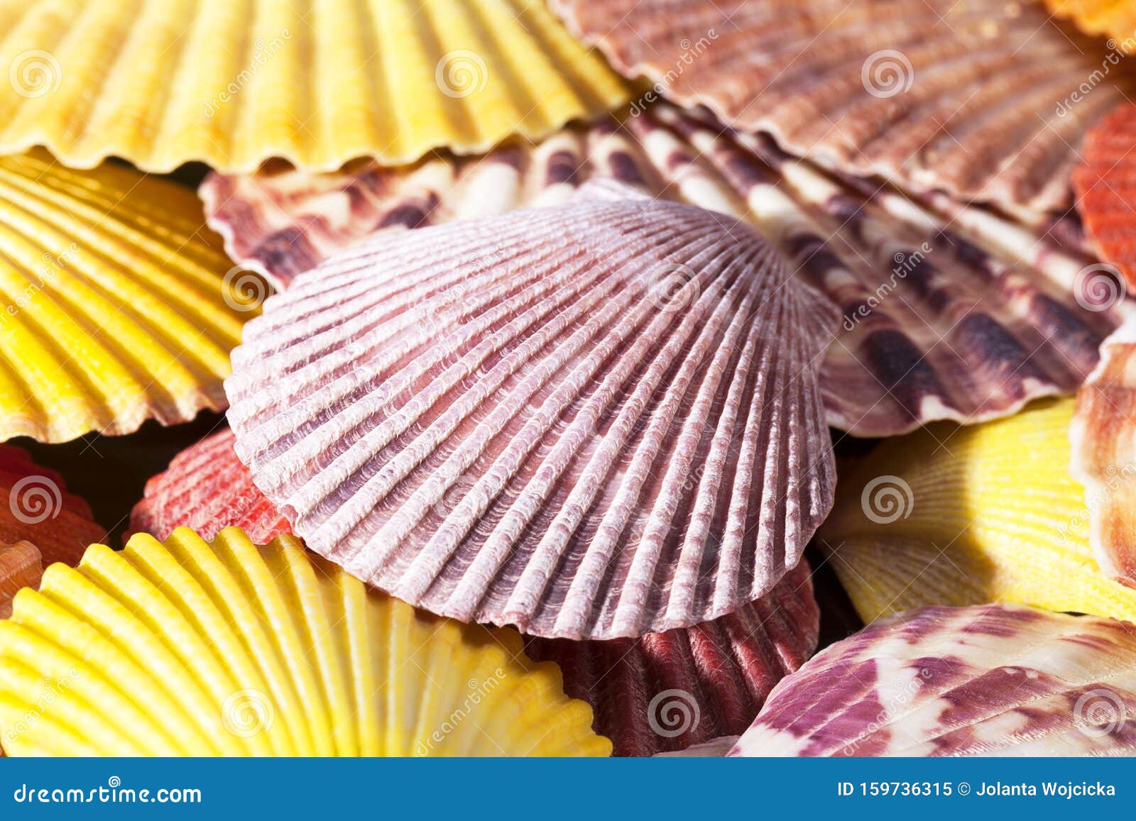 Background of Colorful Sea Shells of Mollusks, Close Up Stock Image ...