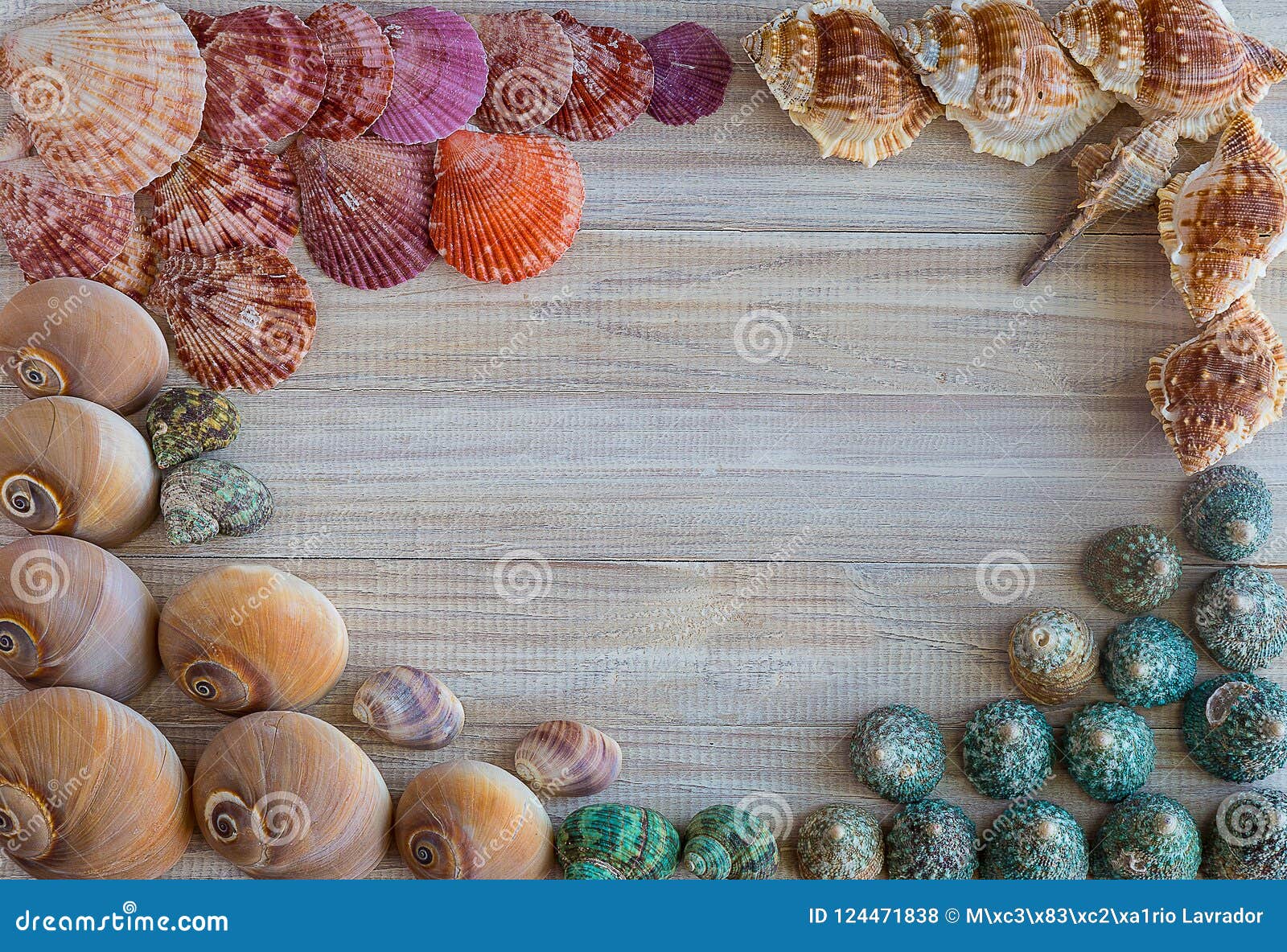 Background of Colorful Sea Shells Stock Photo - Image of shell, pearl ...