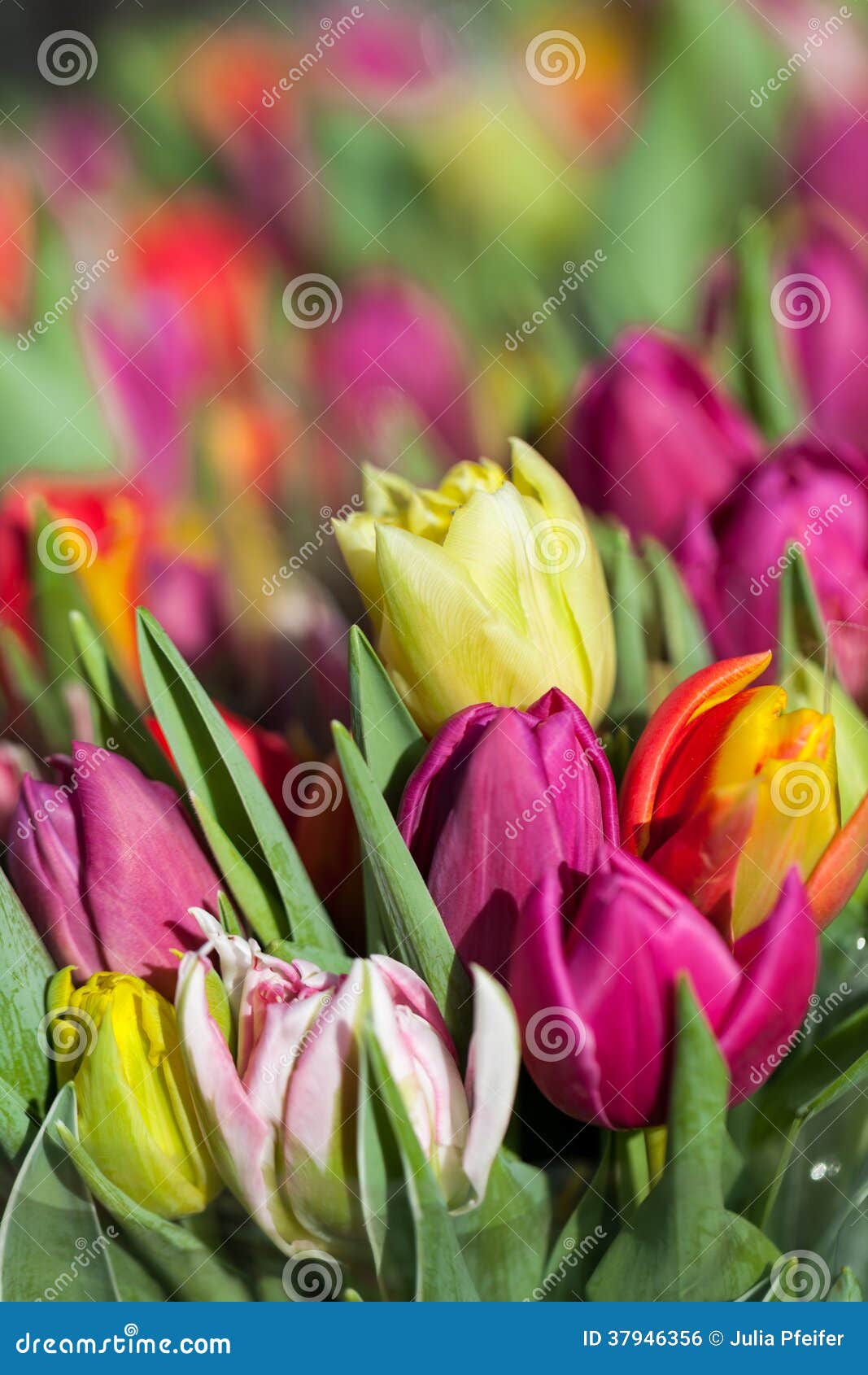 Background of Colourful Vivid Summer Flowers Stock Photo - Image of ...