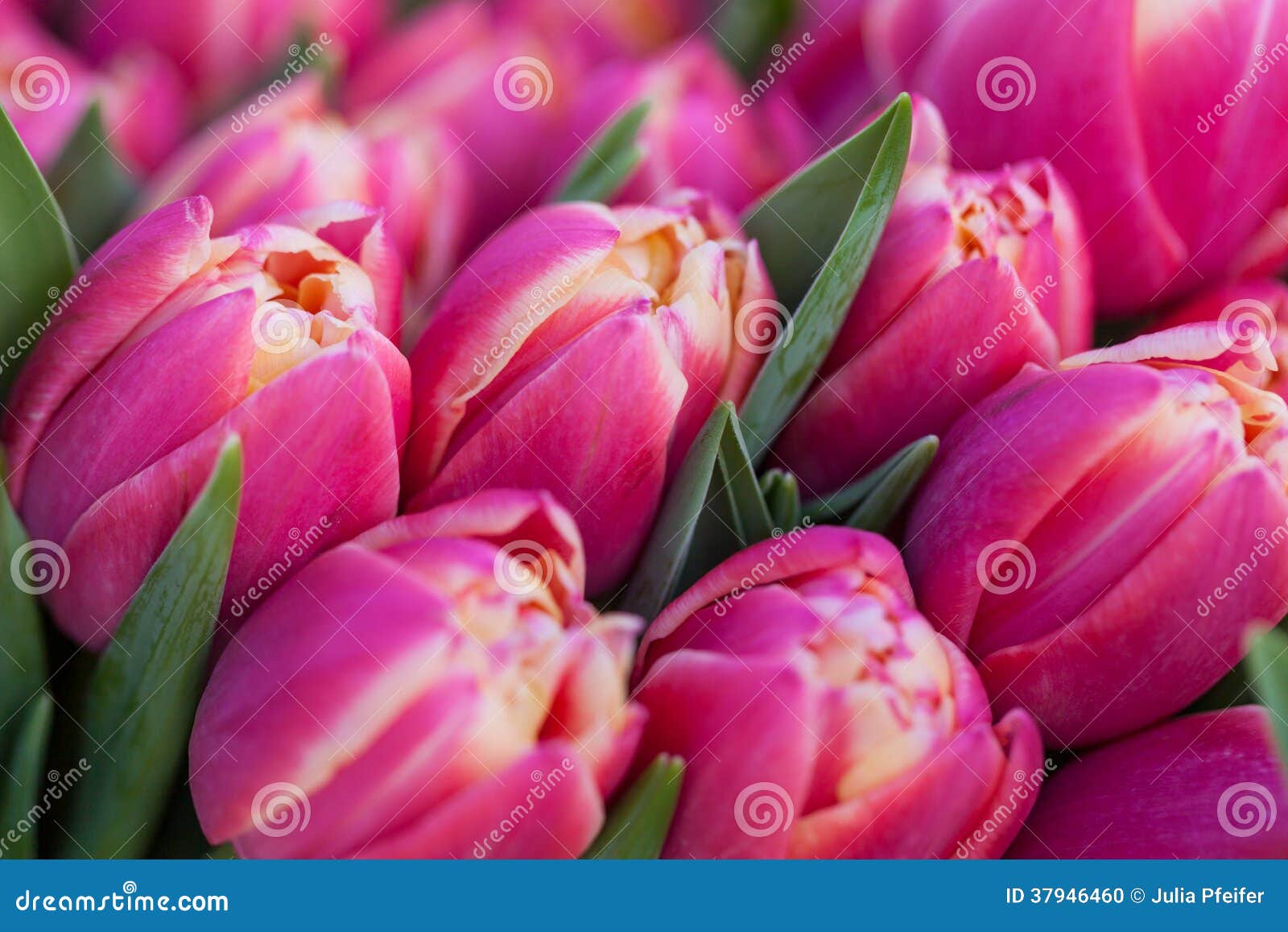 Background of Colourful Vivid Summer Flowers Stock Photo - Image of ...