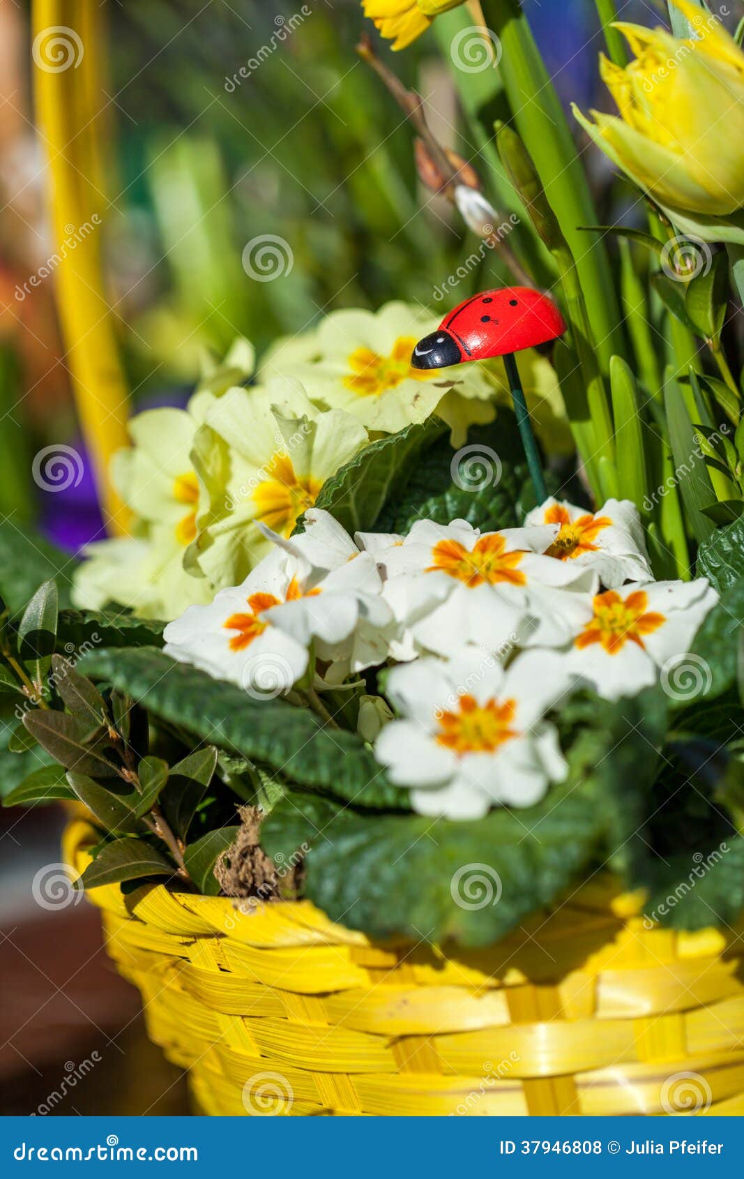 Background of Colourful Vivid Summer Flowers Stock Photo - Image of ...