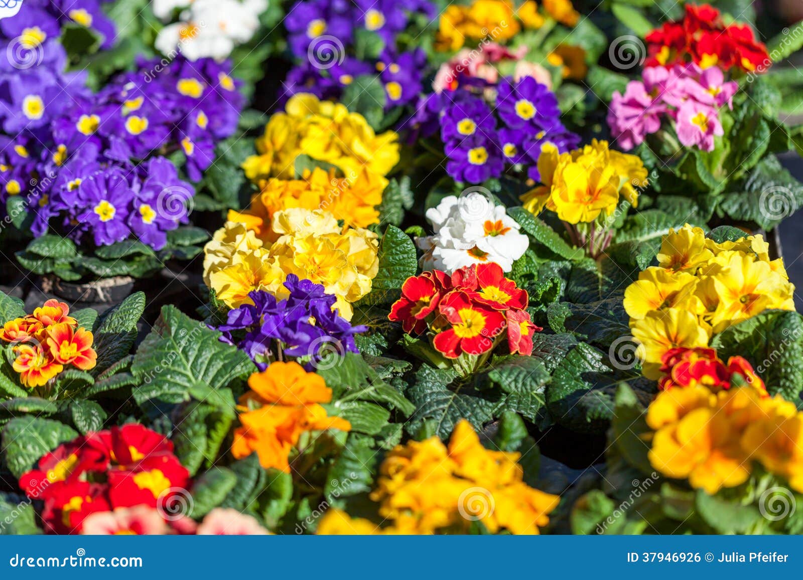 Background of Colourful Vivid Summer Flowers Stock Photo - Image of ...