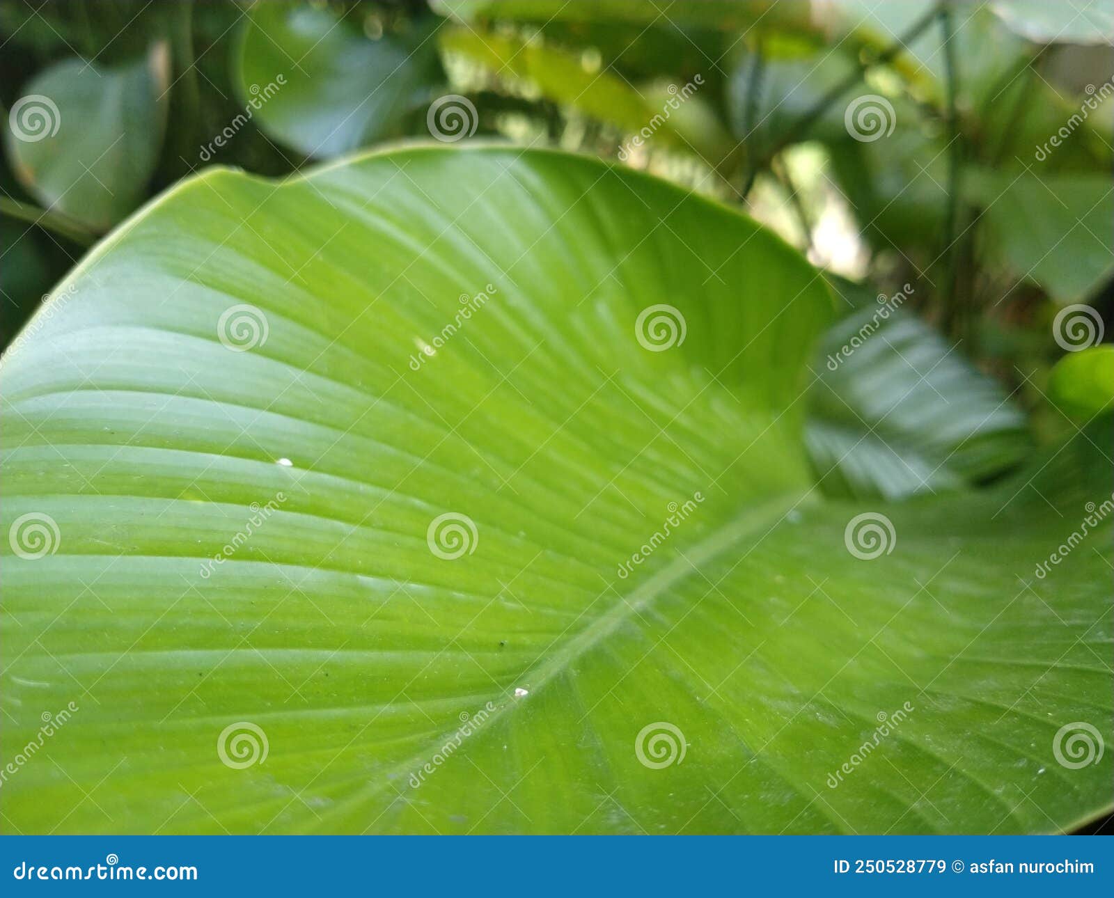Background Composition of Natural Plant Leaf Pattern with Copy Space ...