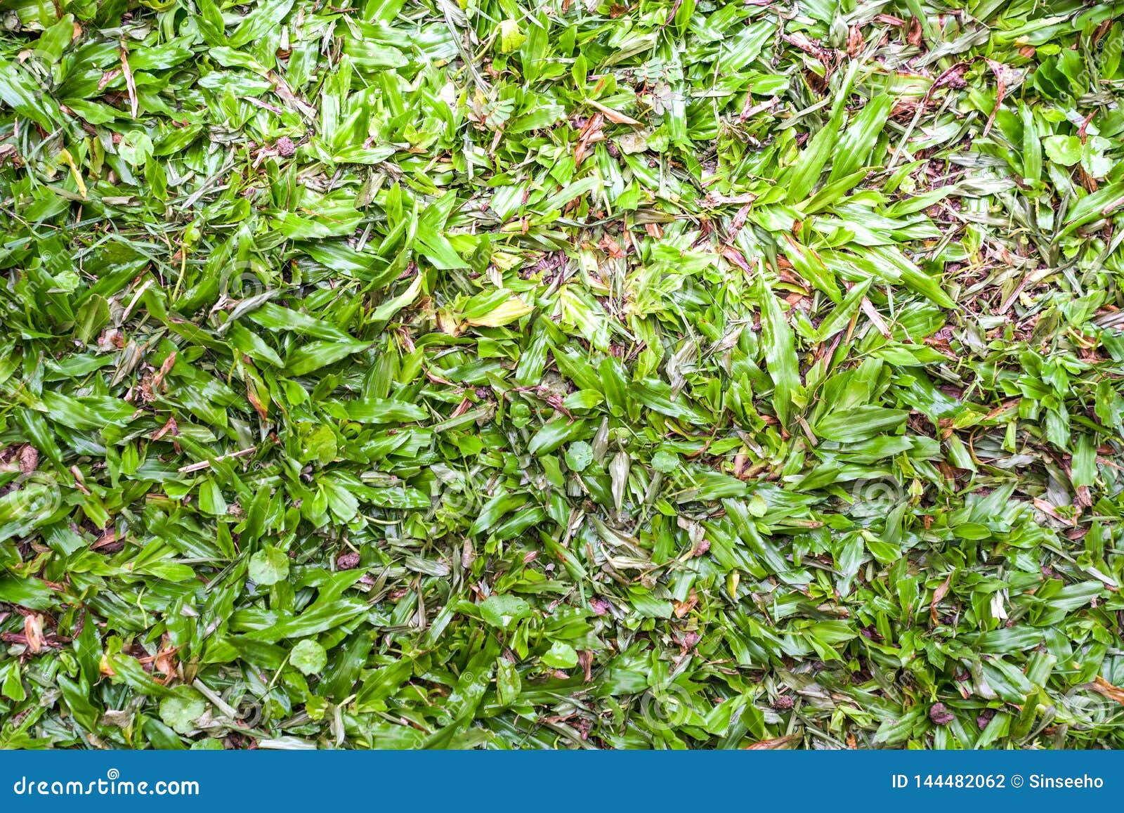 Background Concept: Top View of Pearl Grass Stock Photo - Image of ...
