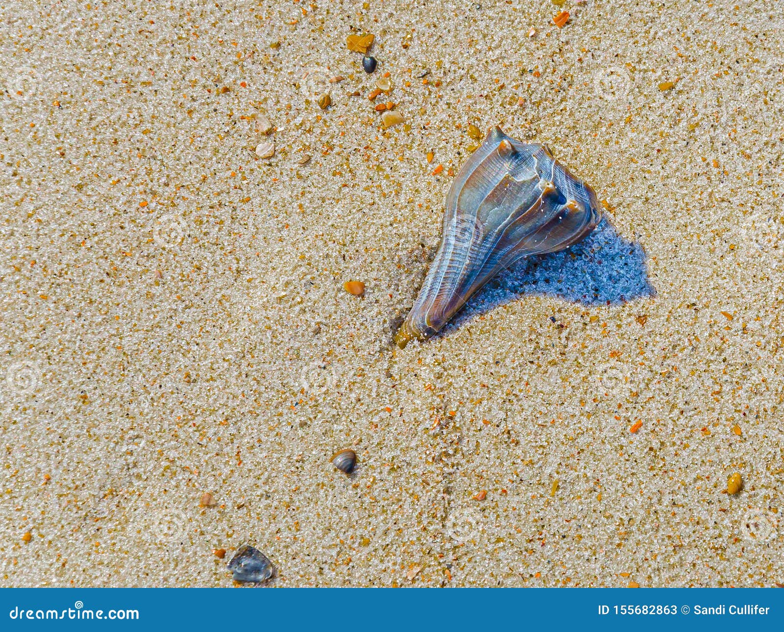 Tumbled Shells in the Sand stock image. Image of shell - 155682863