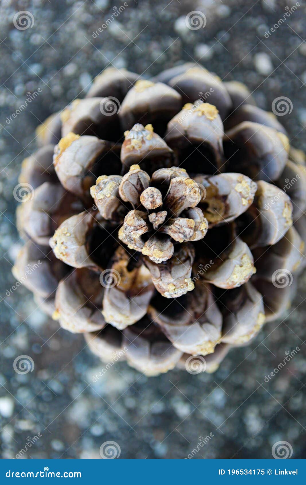 Background of Cones without Nuts Stock Image - Image of decorative ...
