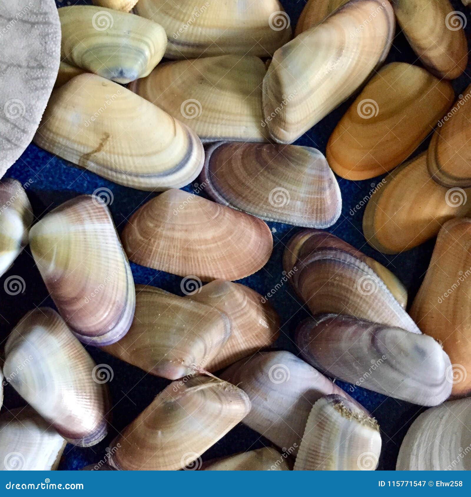 Coquina shells stock image. Image of mollusk, background - 115771547