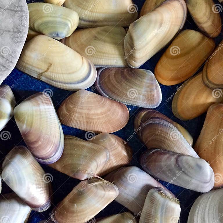 Coquina shells stock image. Image of mollusk, background - 115771547