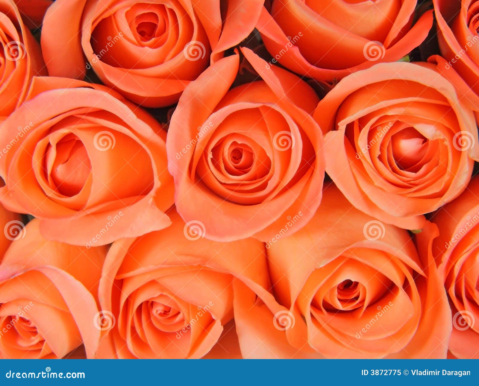 Background from Coral Roses Stock Image - Image of coral, roses: 3872775