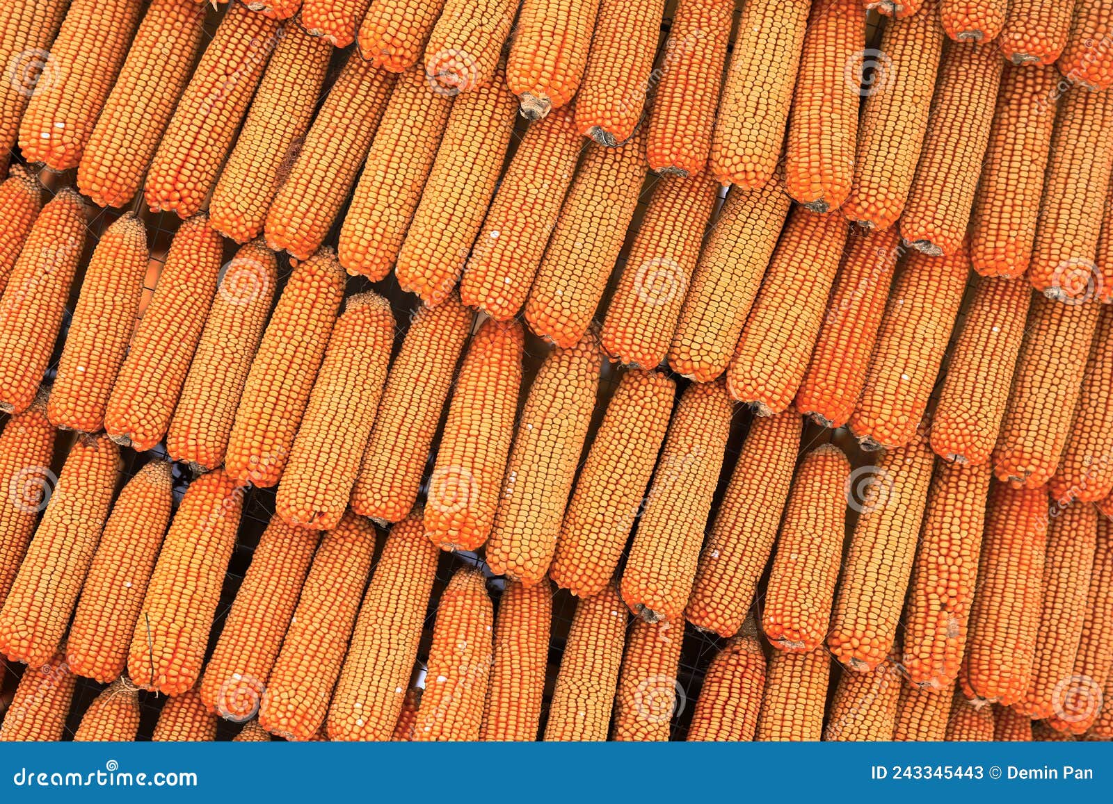 Background of Corn on the Cob Stock Image - Image of treatment ...