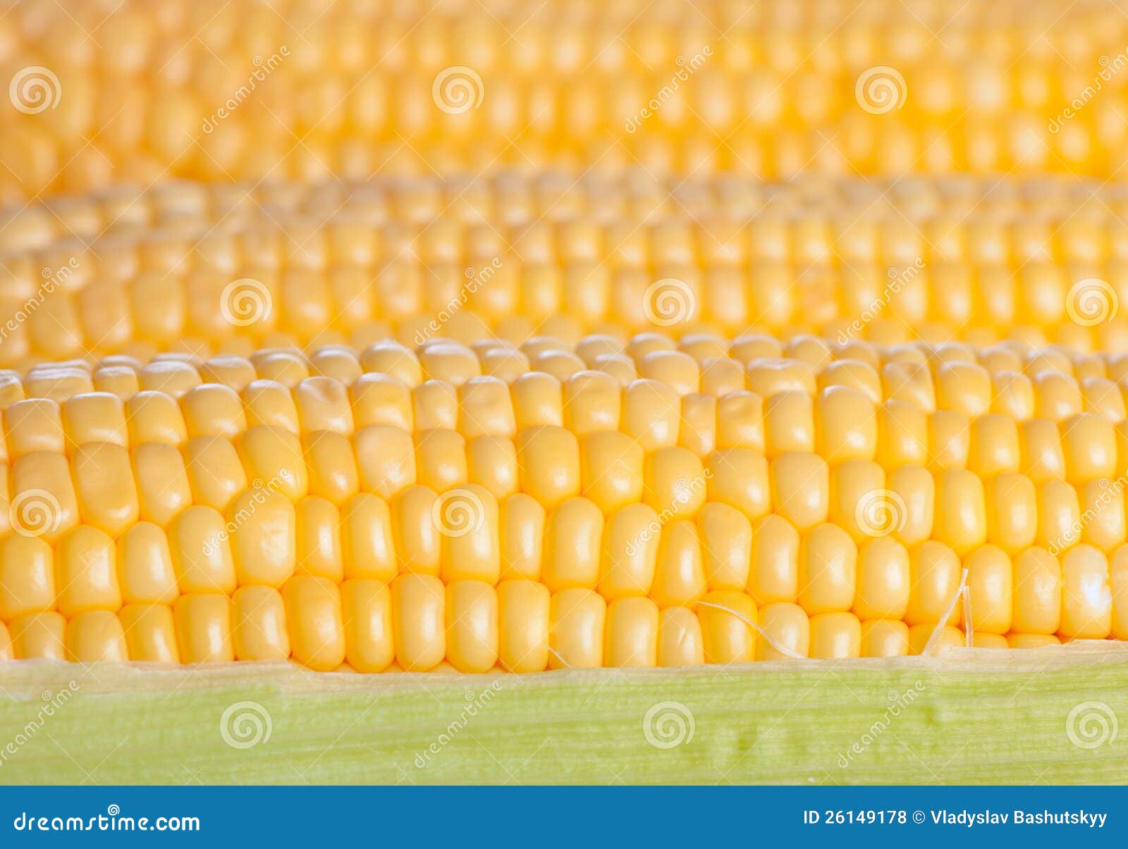 Background from corn cobs stock photo. Image of ingredient - 26149178