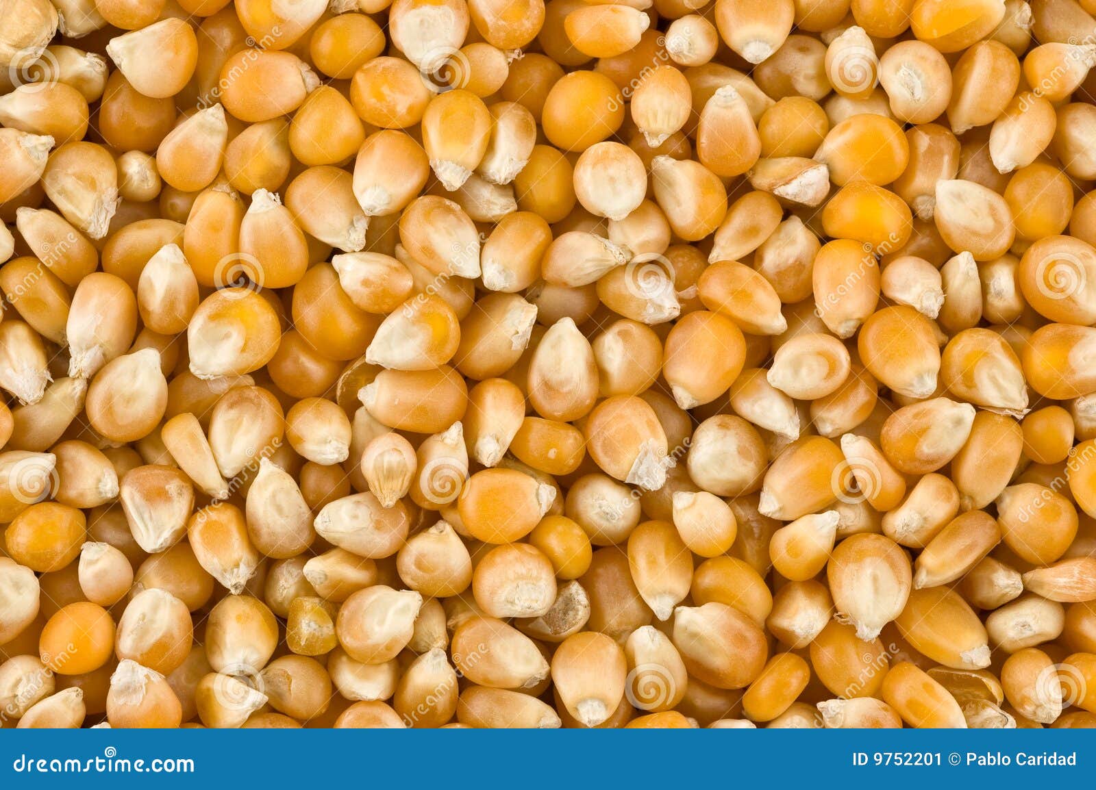 Background of corn kernels stock image. Image of beans - 9752201