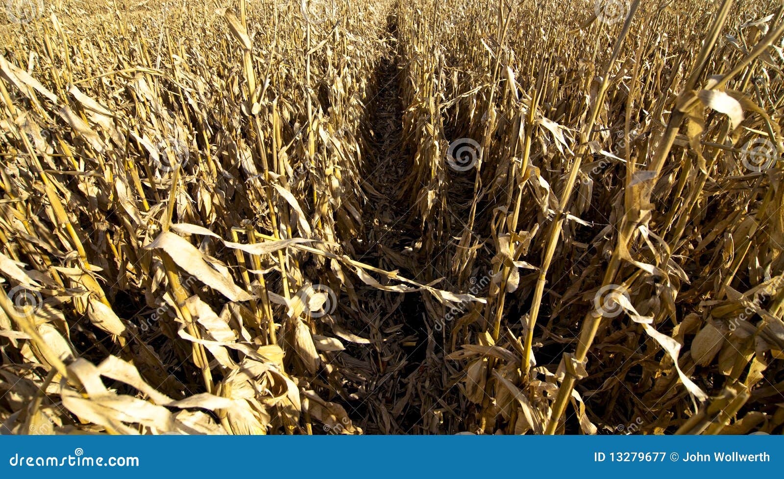 Background of corn rows stock image. Image of horticulture - 13279677