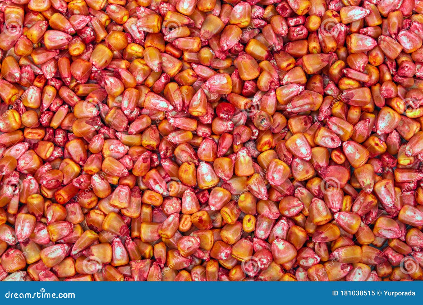 Background Corn Seeds Processed and Ready for Planting in Spring Stock ...