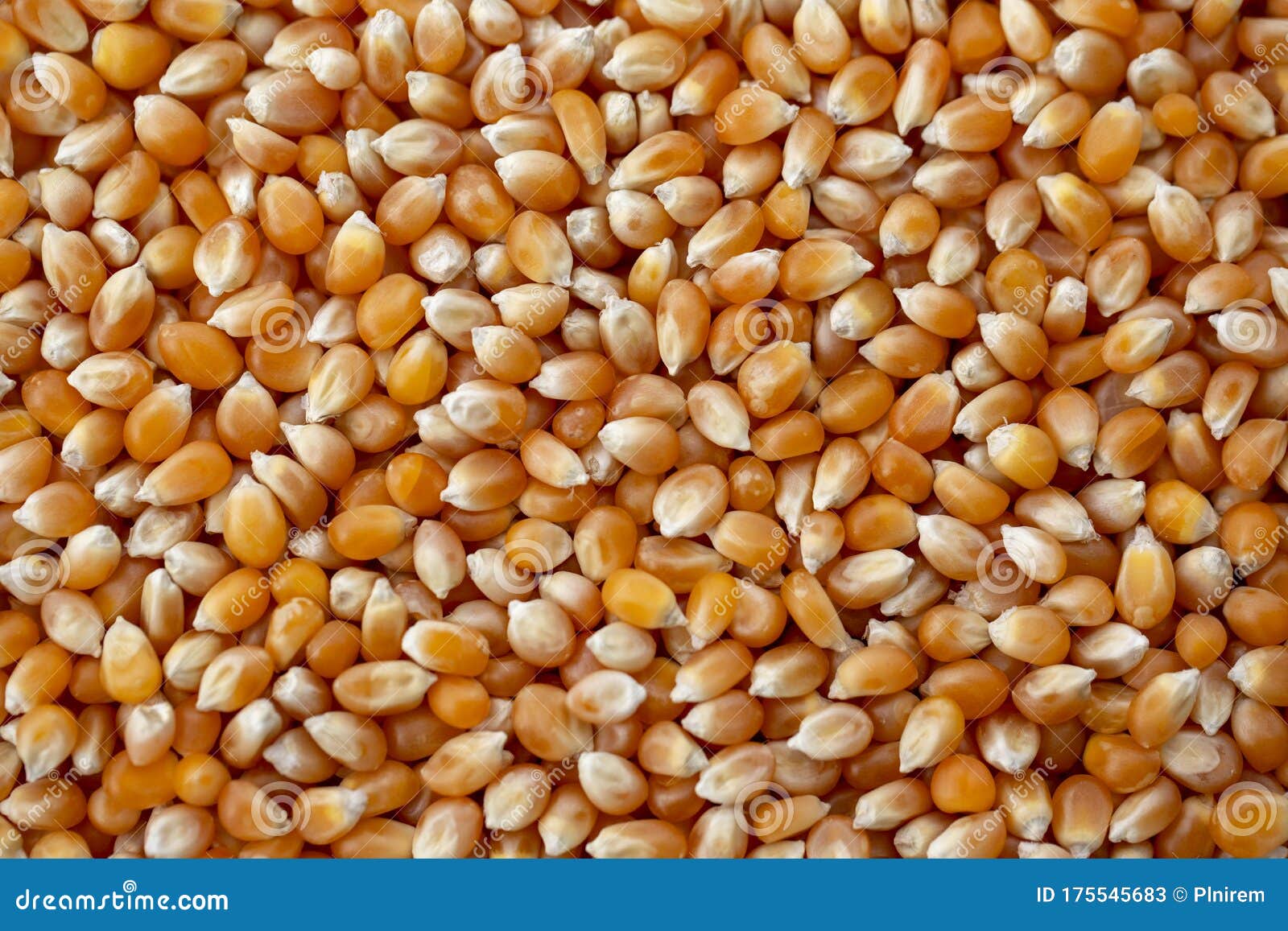 Background of Corn, Top View Stock Image - Image of harvest, nature ...