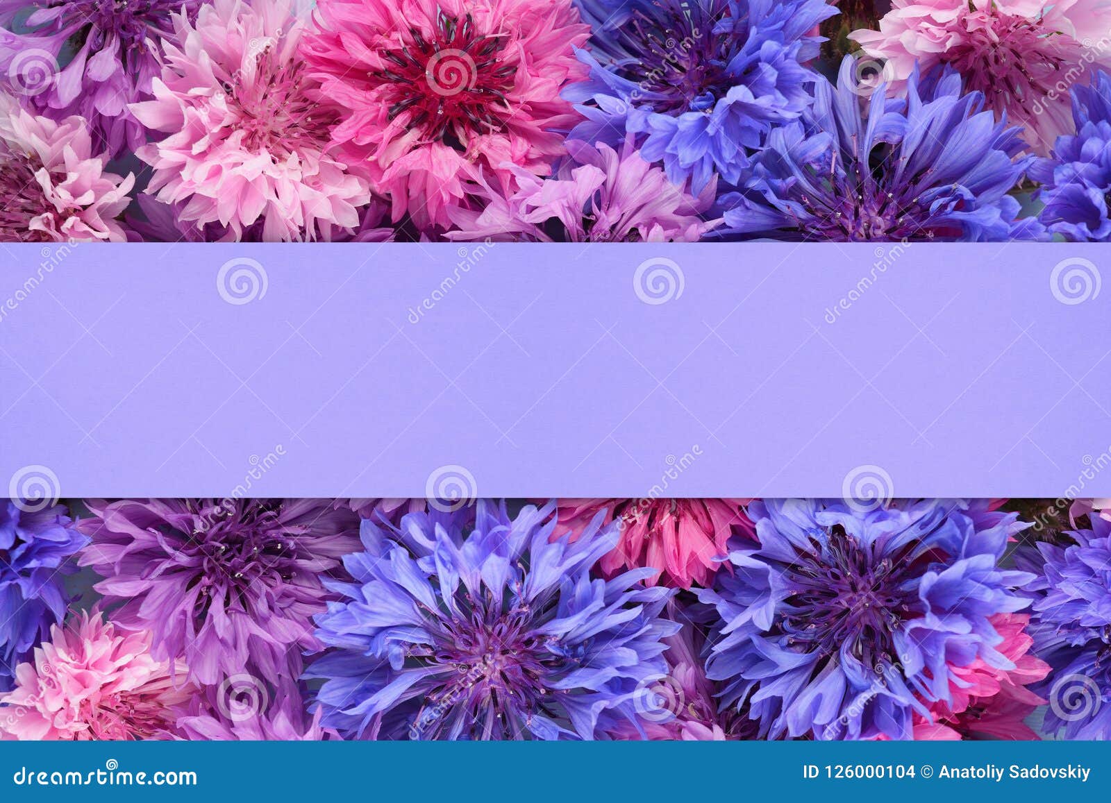 Background with Cornflowers and Blank Paper Stock Photo - Image of ...