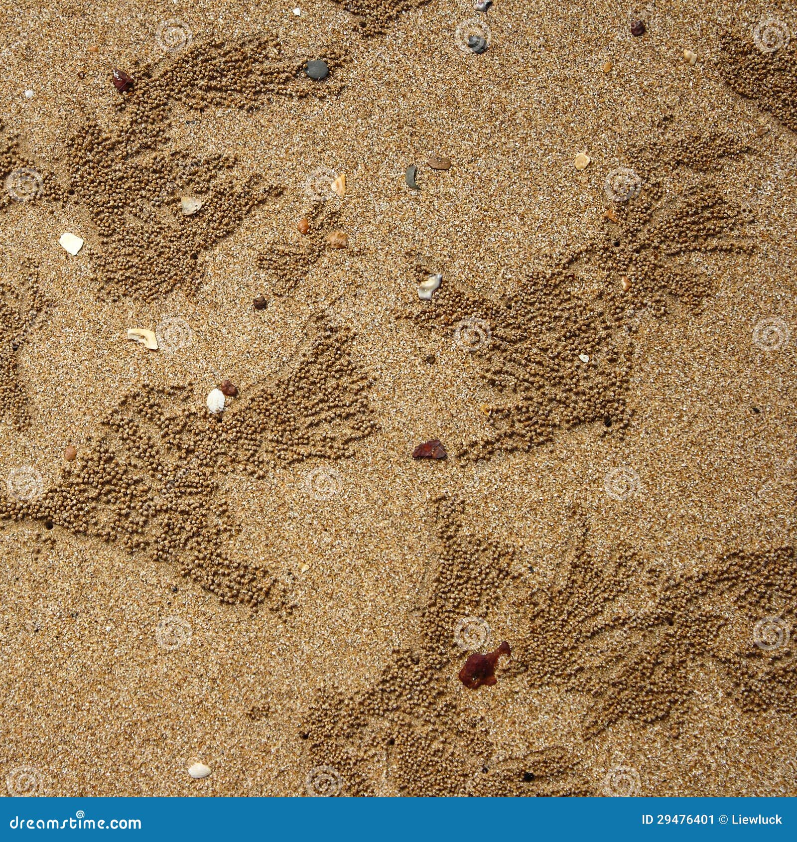 Background of Crab Making Sand Balls Stock Image - Image of animal ...