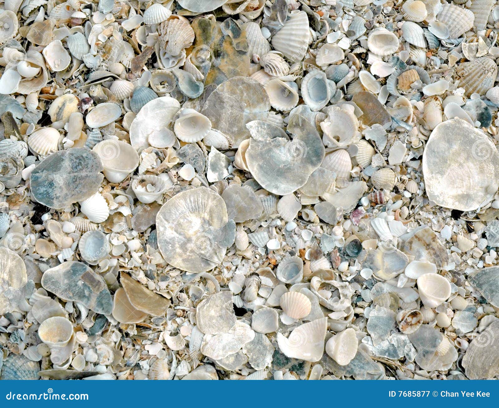 Background of Cracked Shells Stock Image - Image of cradle, fractured ...