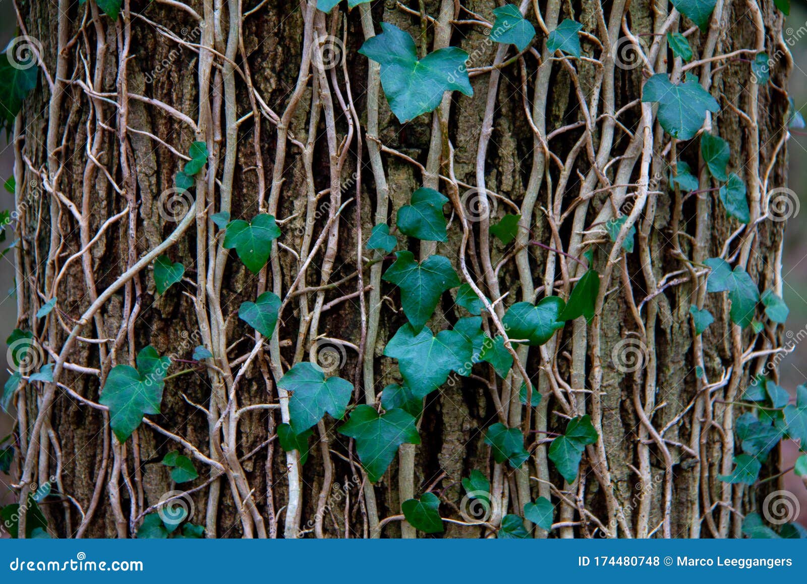 Background Creeper with Green Leaves on a Tree Stock Photo - Image of ...