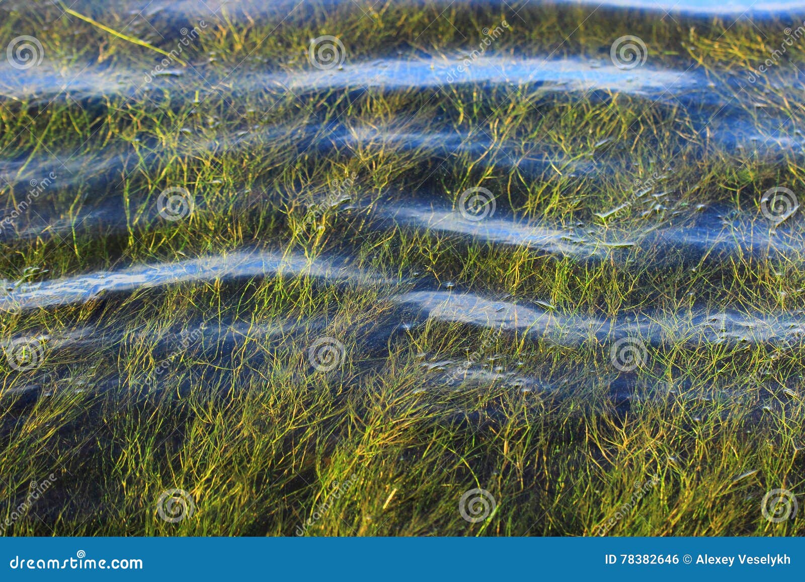 Background from Creeping on the Surface of the Water Algae Stock Photo ...