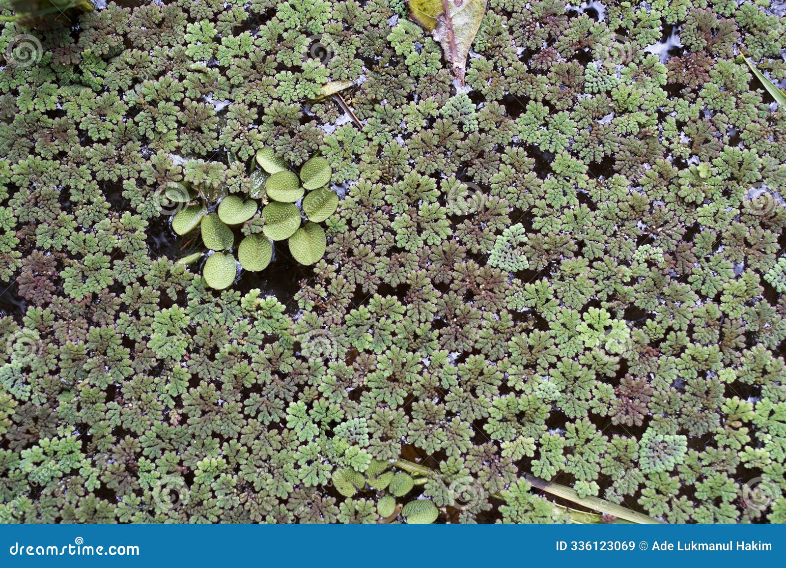 The Background of Creeping Water Plants is Green Stock Image - Image of ...