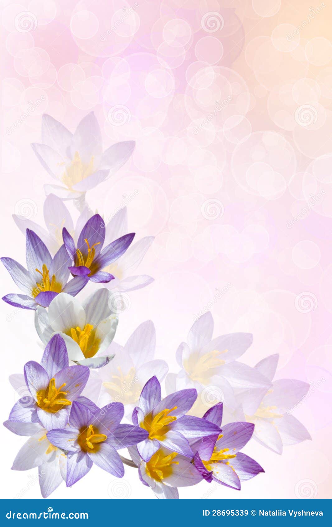 Background with crocuses stock image. Image of daylight - 28695339
