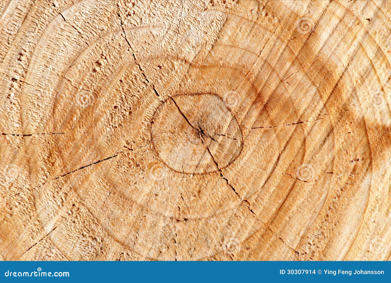 Cross section of tree stock photo. Image of background - 30307914