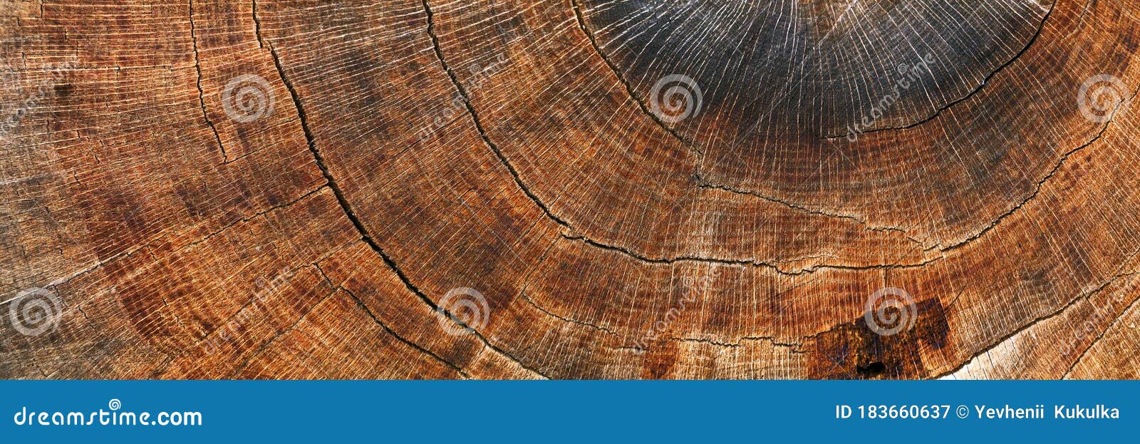 Background from Cross Section of Tree Trunk Oak, Panorama Stock Image ...