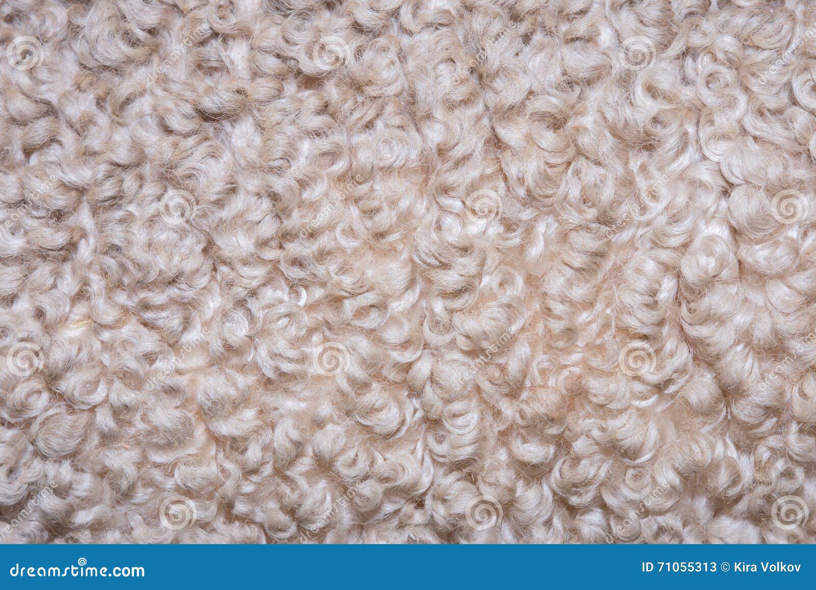Background of Curly Merino Wool Stock Image - Image of island ...