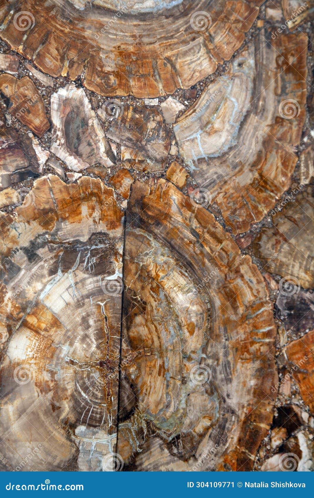 The Background is from a Cut of a Polished Fossilized Tree with an ...